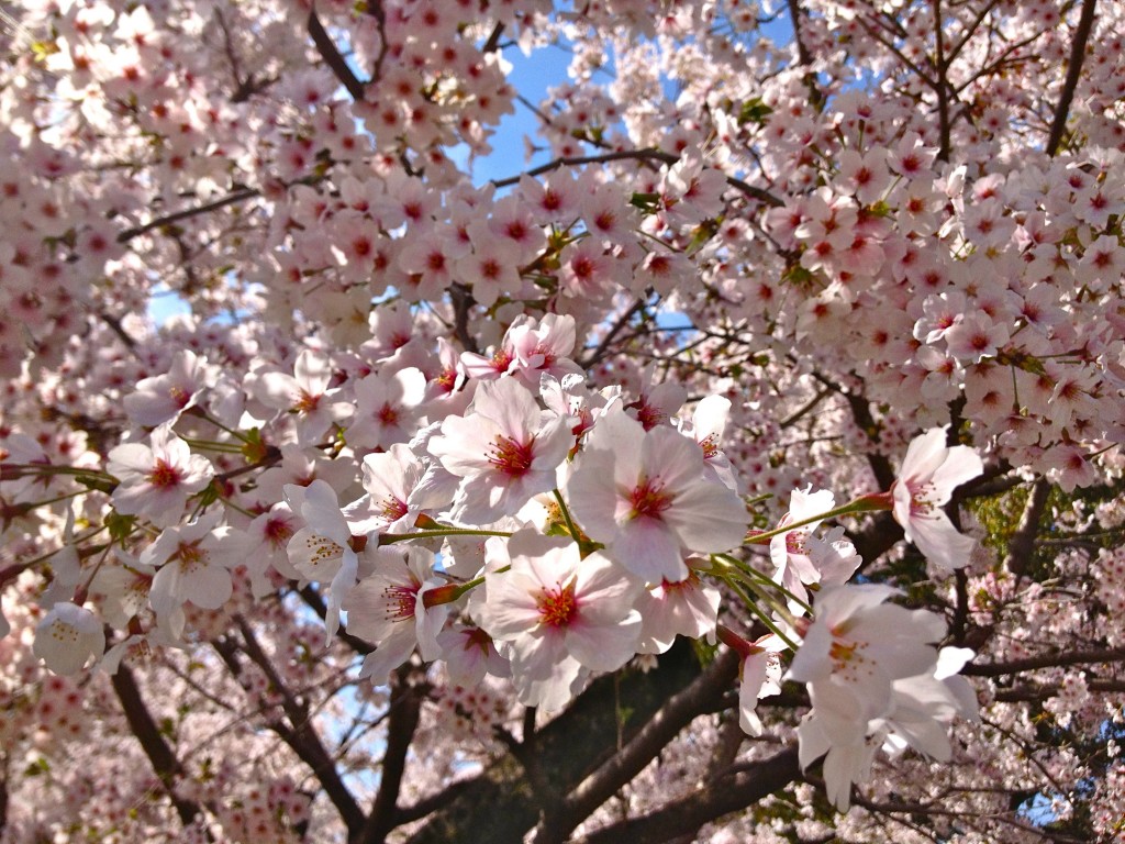 Shakura - Un Mundo Interminable
